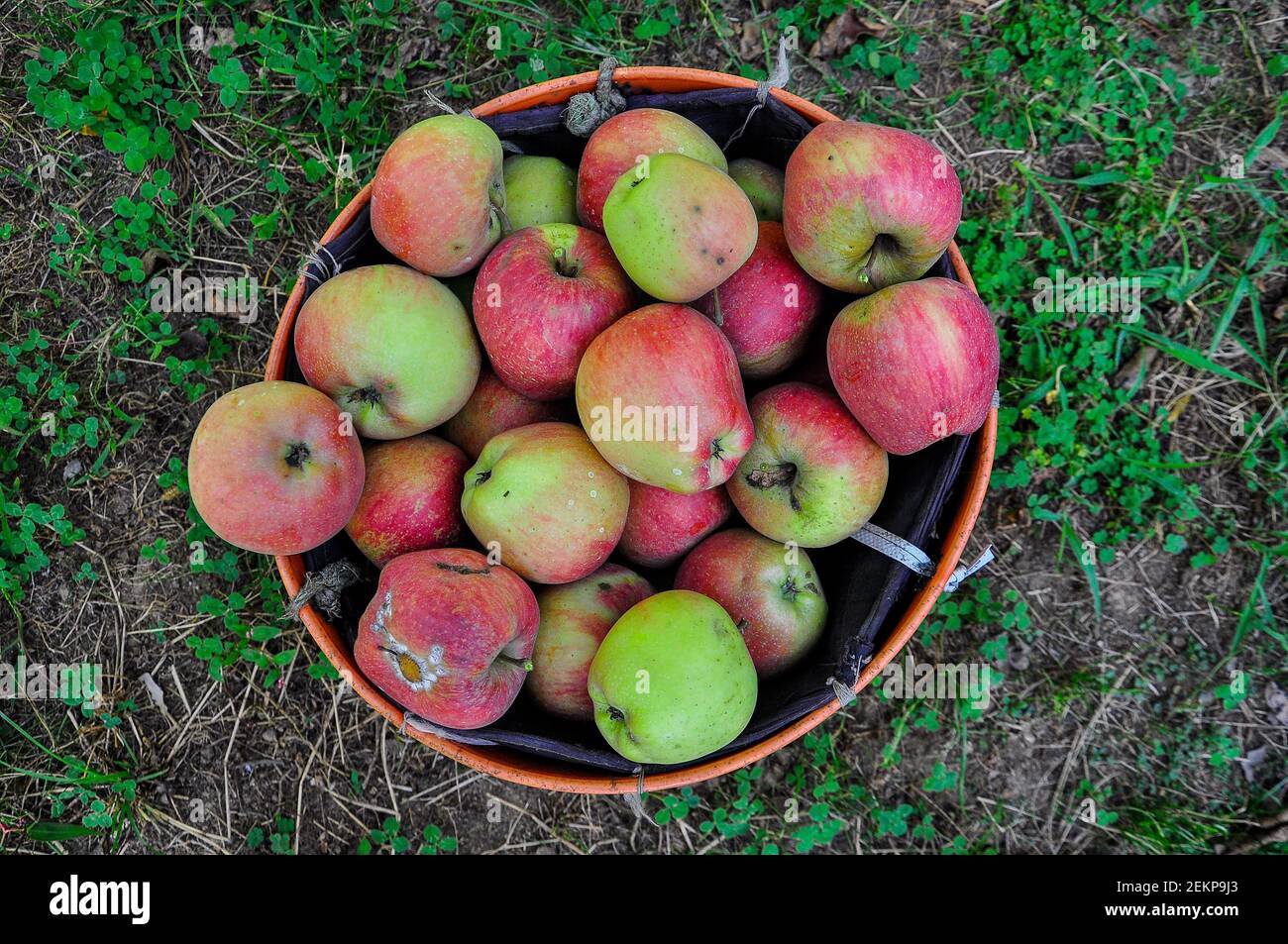A basket full of apples in an orchard during harvesting season on the ...