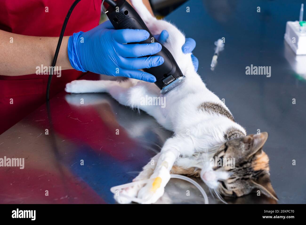 Veterinarian, with nitrile gloves and red coat, shaving the operating ...