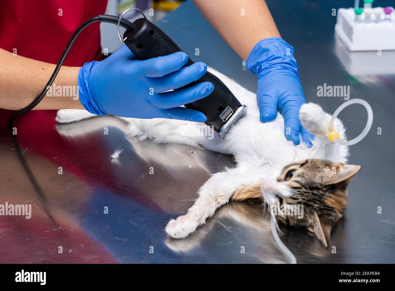 Veterinarian, with nitrile gloves and red coat, shaving the operating ...
