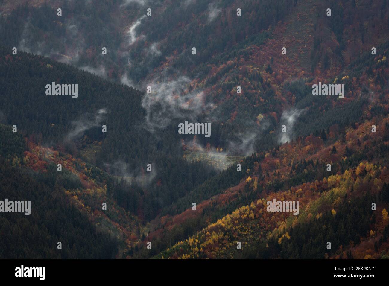 Autumnal forests of Velka Fatra national park, central Slovakia Stock ...