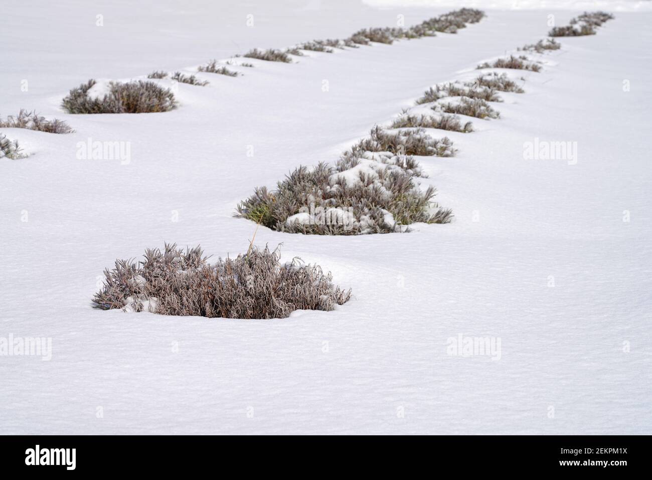 Winter view of lavender plants under snow at a farm in New Jersey ...
