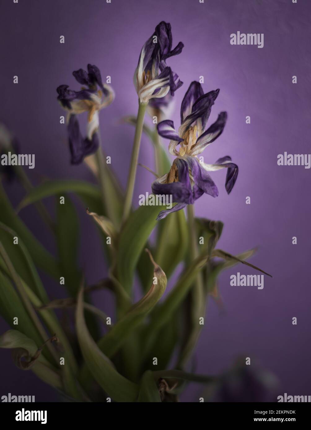 Sere flower hi-res stock photography and images - Alamy
