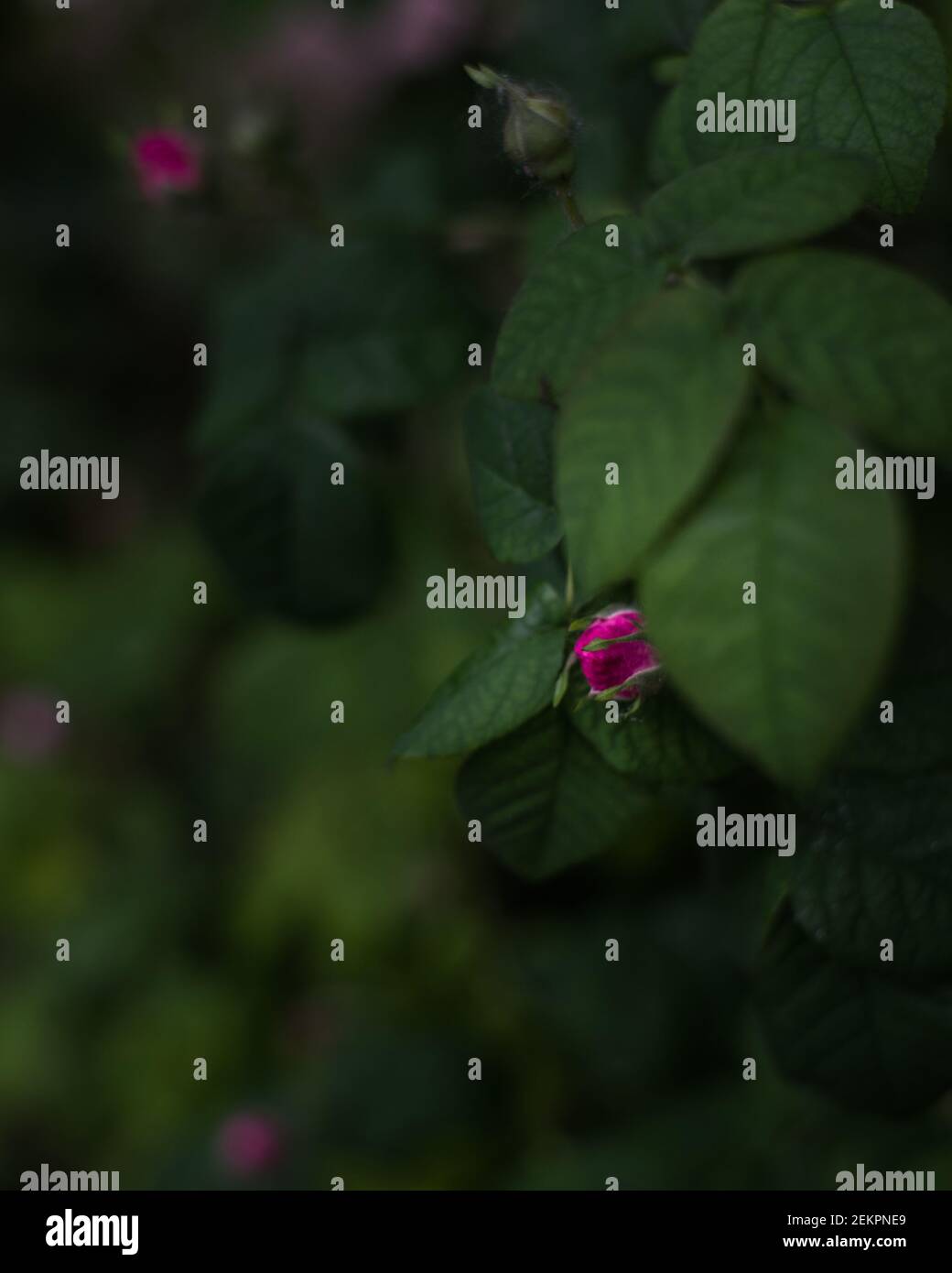 Rosebud close up hi-res stock photography and images - Alamy