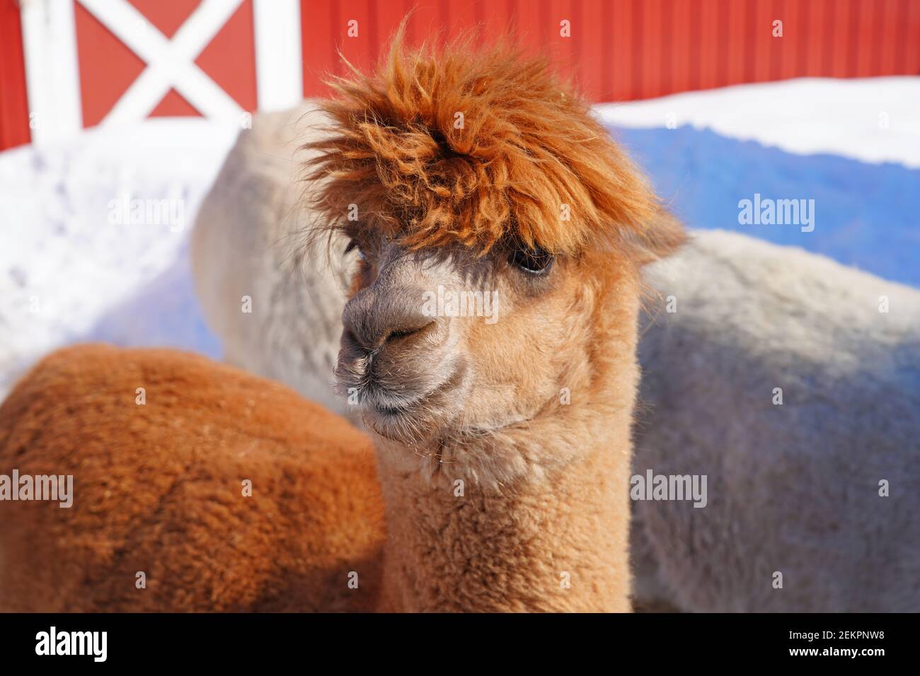 Winter view of furry alpaca in the snow in a farm in New Jersey Stock ...