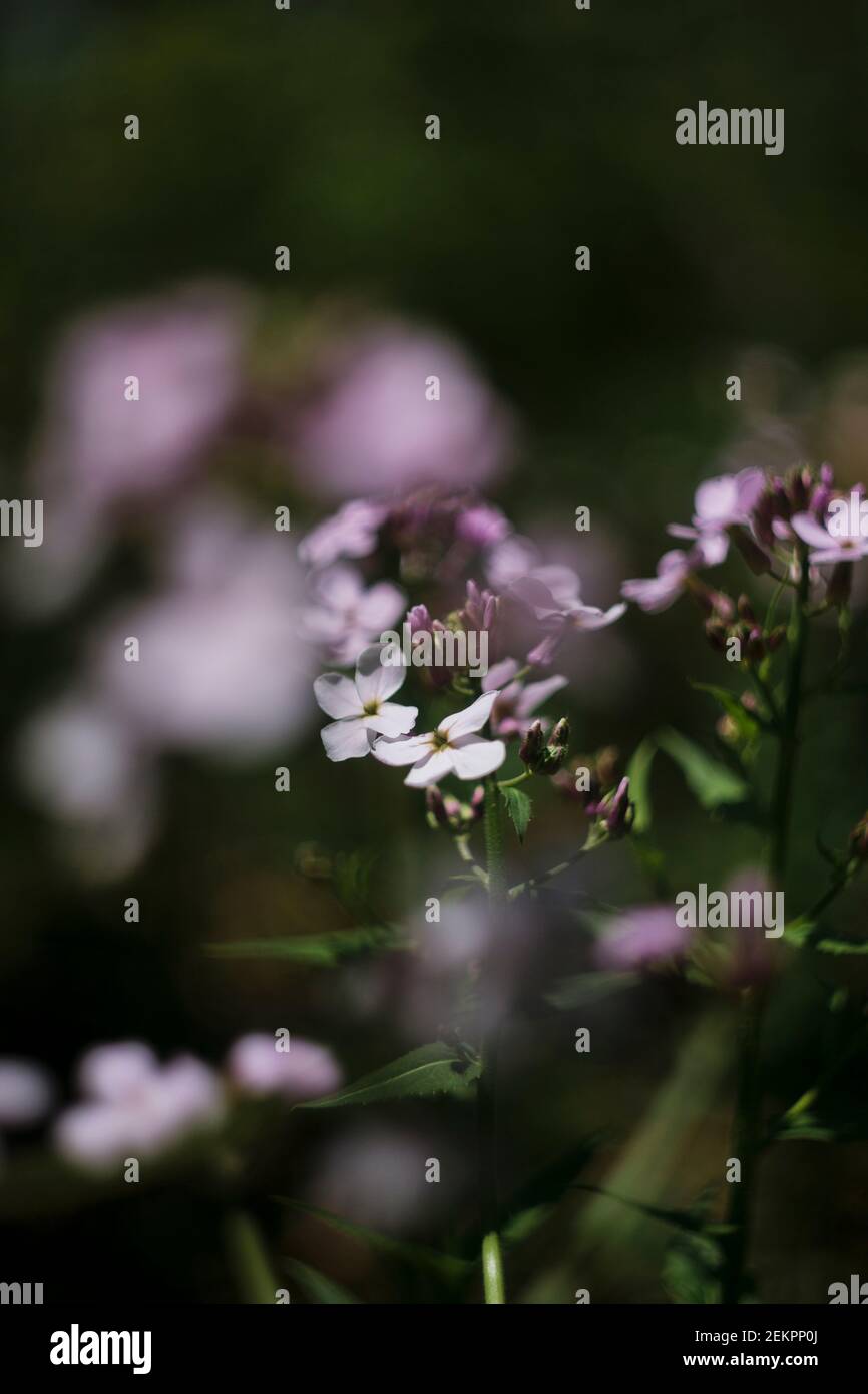 Shenandoah national park wildflowers virginia hi-res stock photography ...