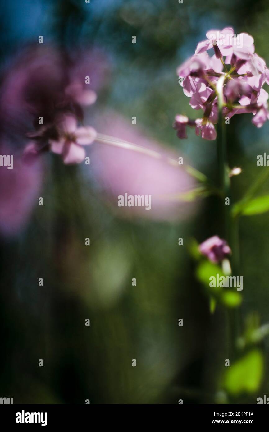 Shenandoah national park wildflowers virginia hi-res stock photography ...