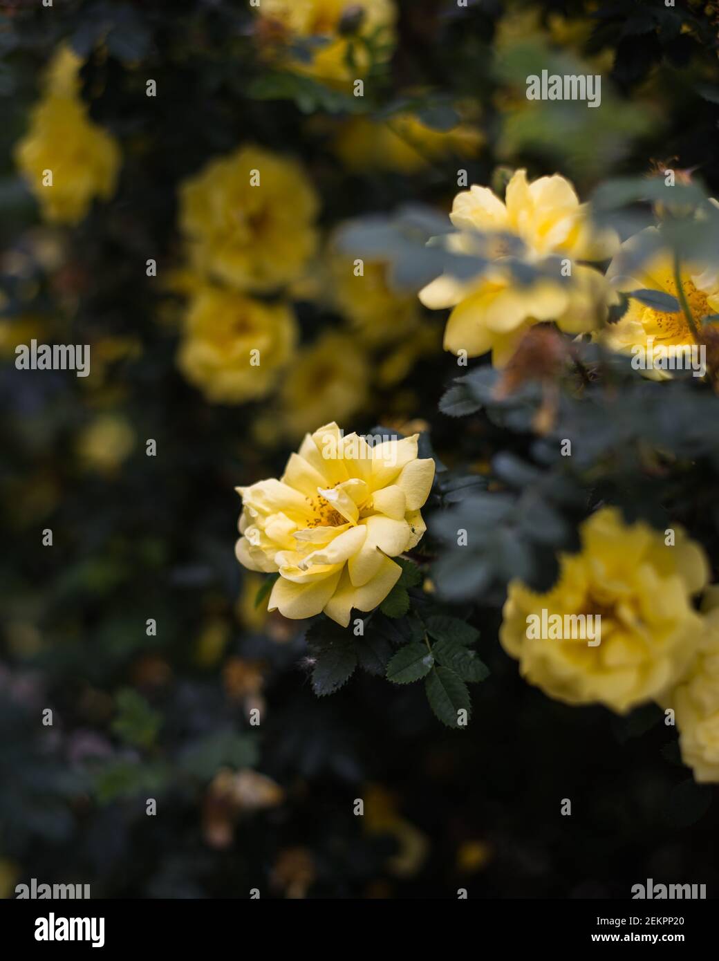 Big bush of yellow flowers hi-res stock photography and images - Alamy