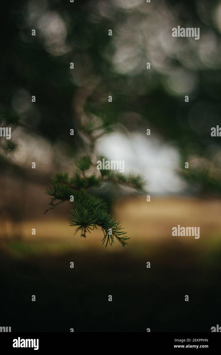 Overhead tree branches hi-res stock photography and images - Alamy