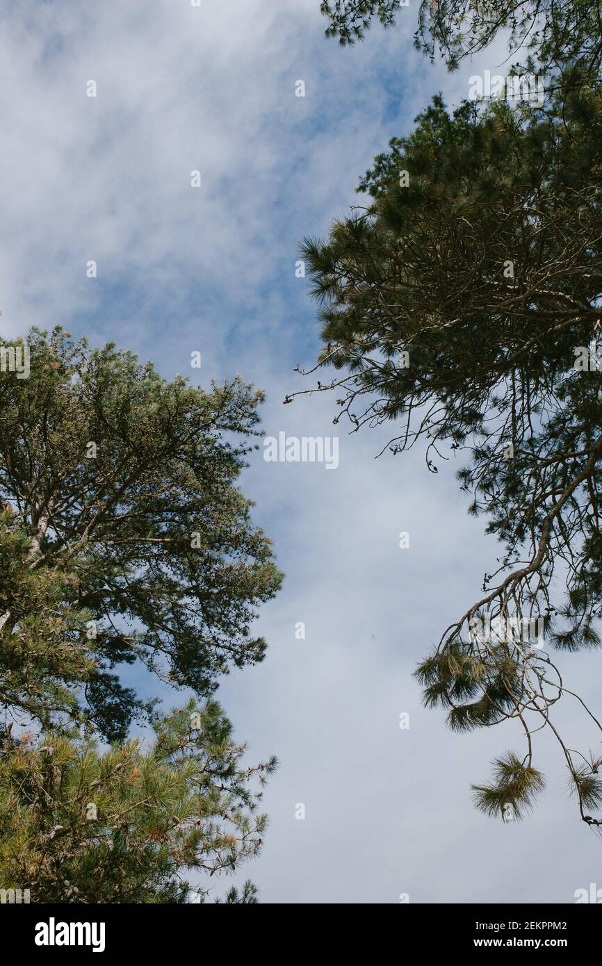 A canopy of tall evergreen trees come together in beautiful patterns ...