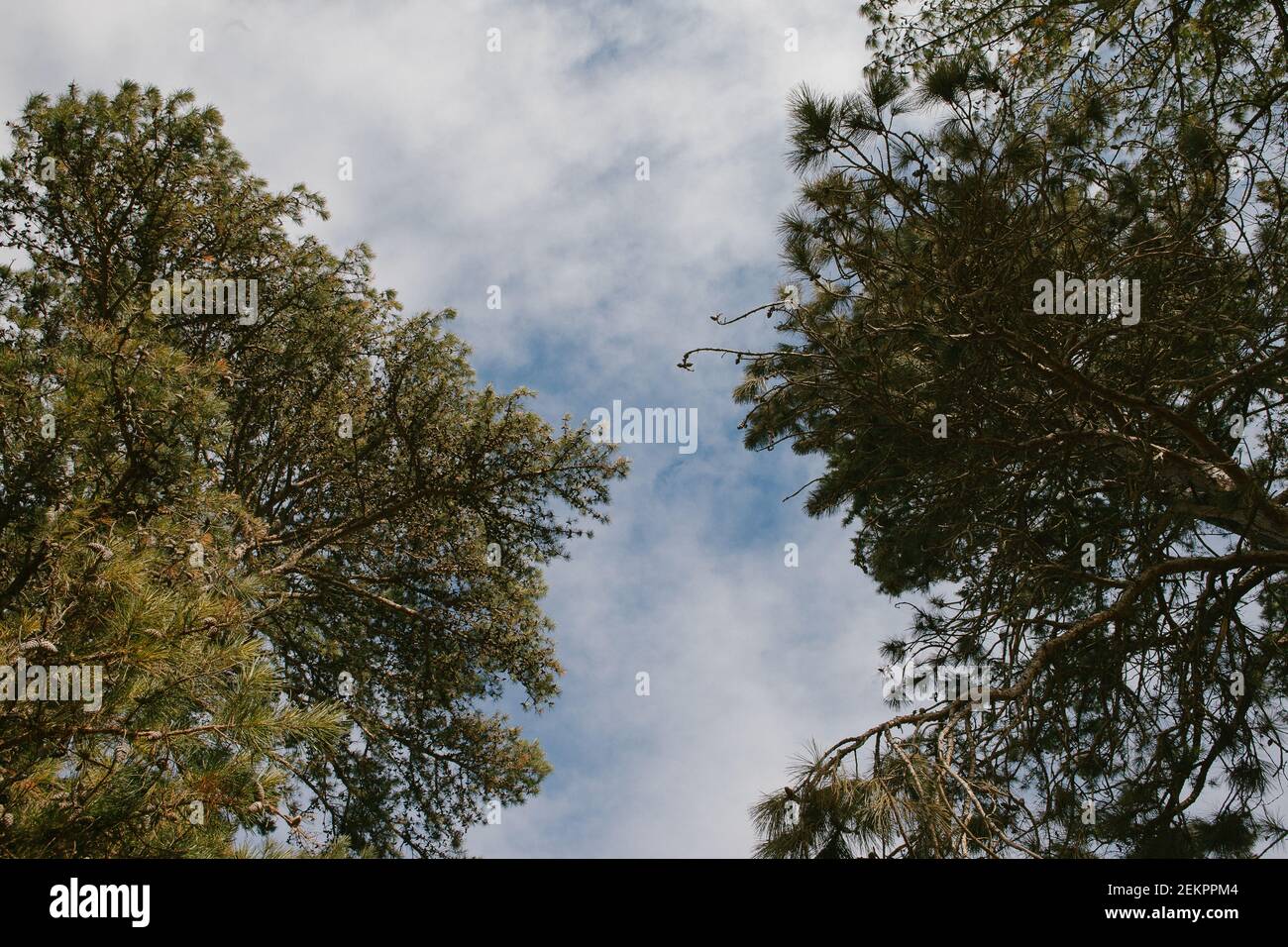 A canopy of tall evergreen trees come together in beautiful patterns ...