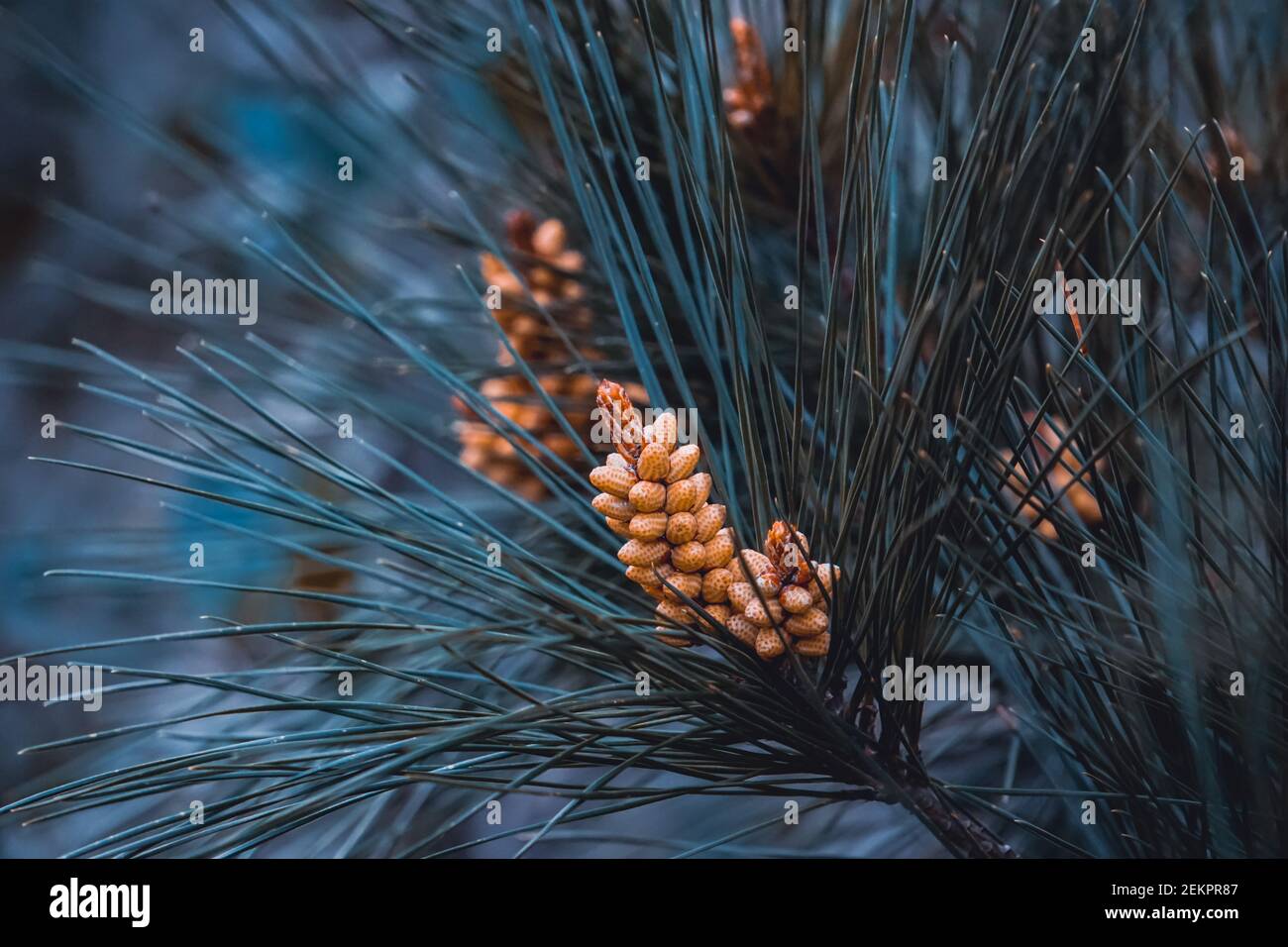 blue pine tree leaves in spring season Stock Photo - Alamy