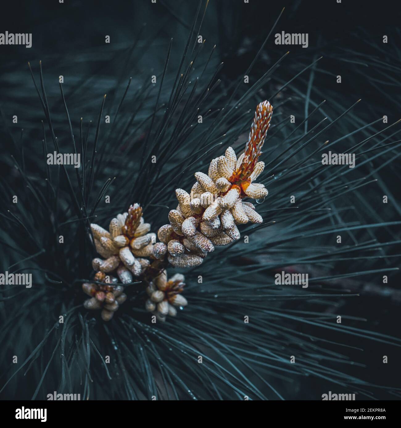 blue pine tree leaves in spring season Stock Photo - Alamy