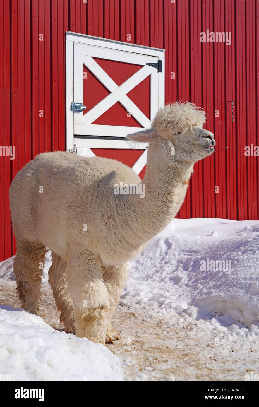 Winter view of furry alpaca in the snow in a farm in New Jersey Stock ...