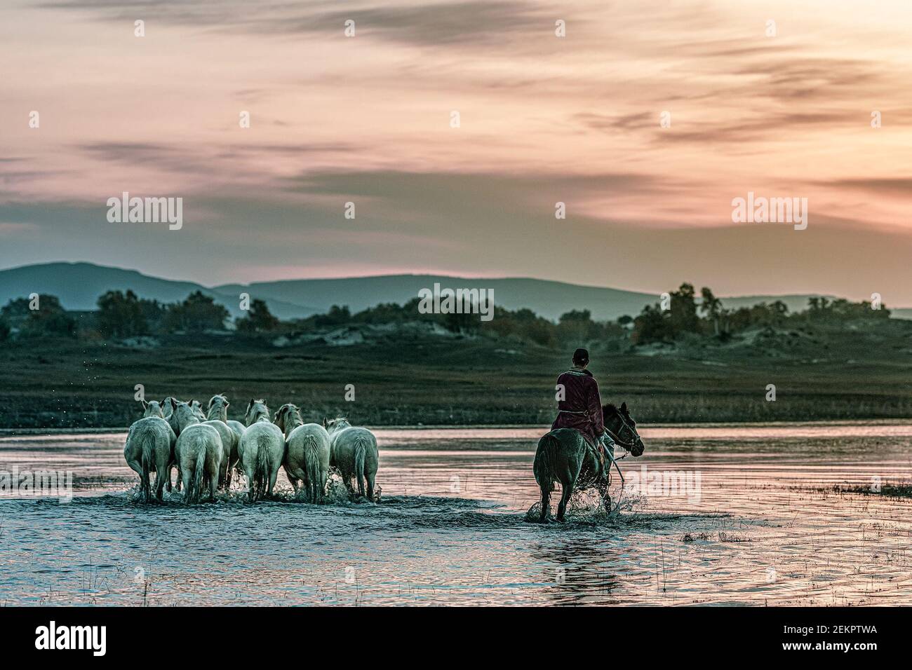 A herd of horses are guided by a shepherd, running through a river at ...