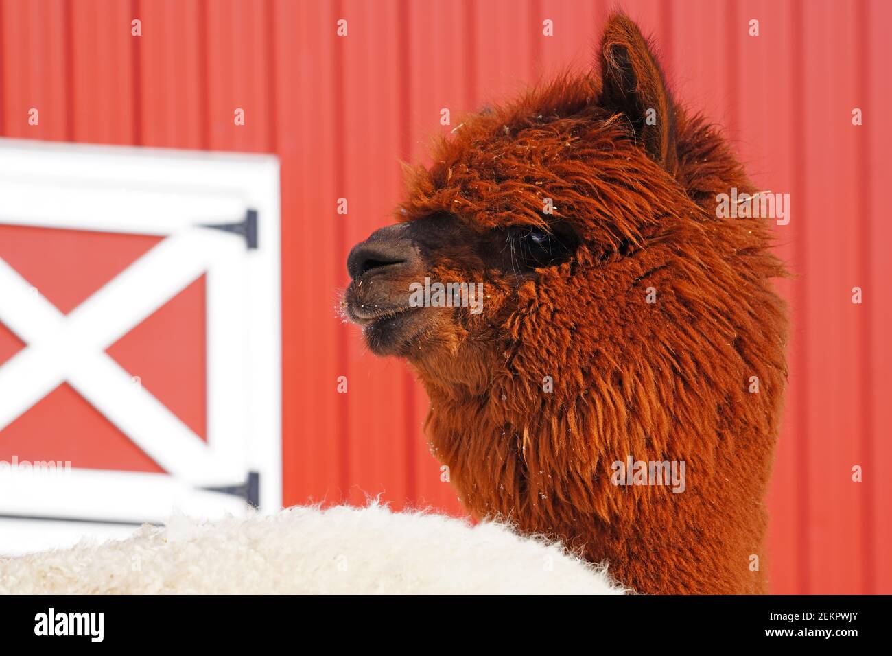 Portrait of a furry alpaca with snow on its face at a farm in New ...