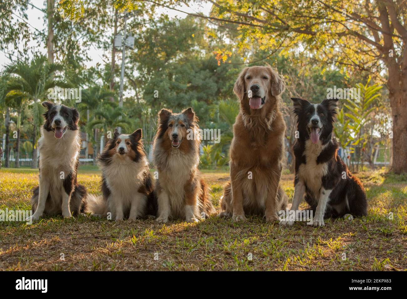 Son Collies Notoriamente Celosos