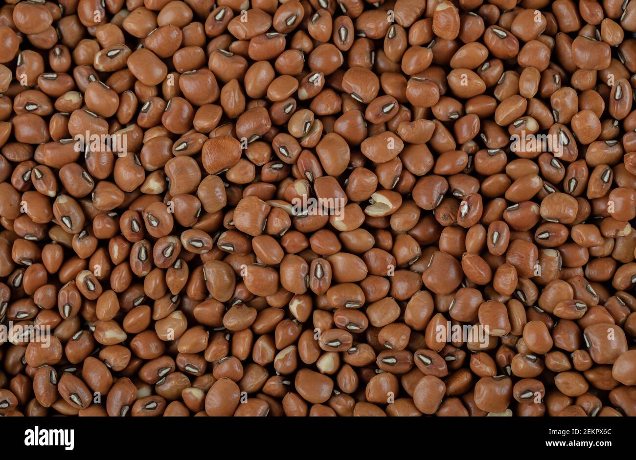 Brown kidney beans isolated on a white background Stock Photo - Alamy