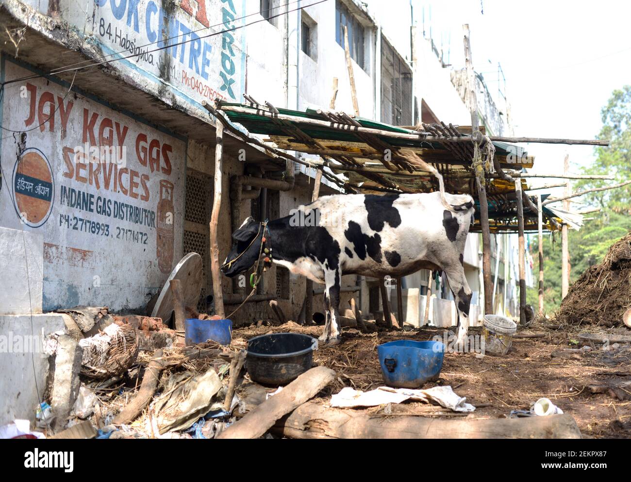 A cow wagging its tail in the middle of the and Indian town Stock Photo ...