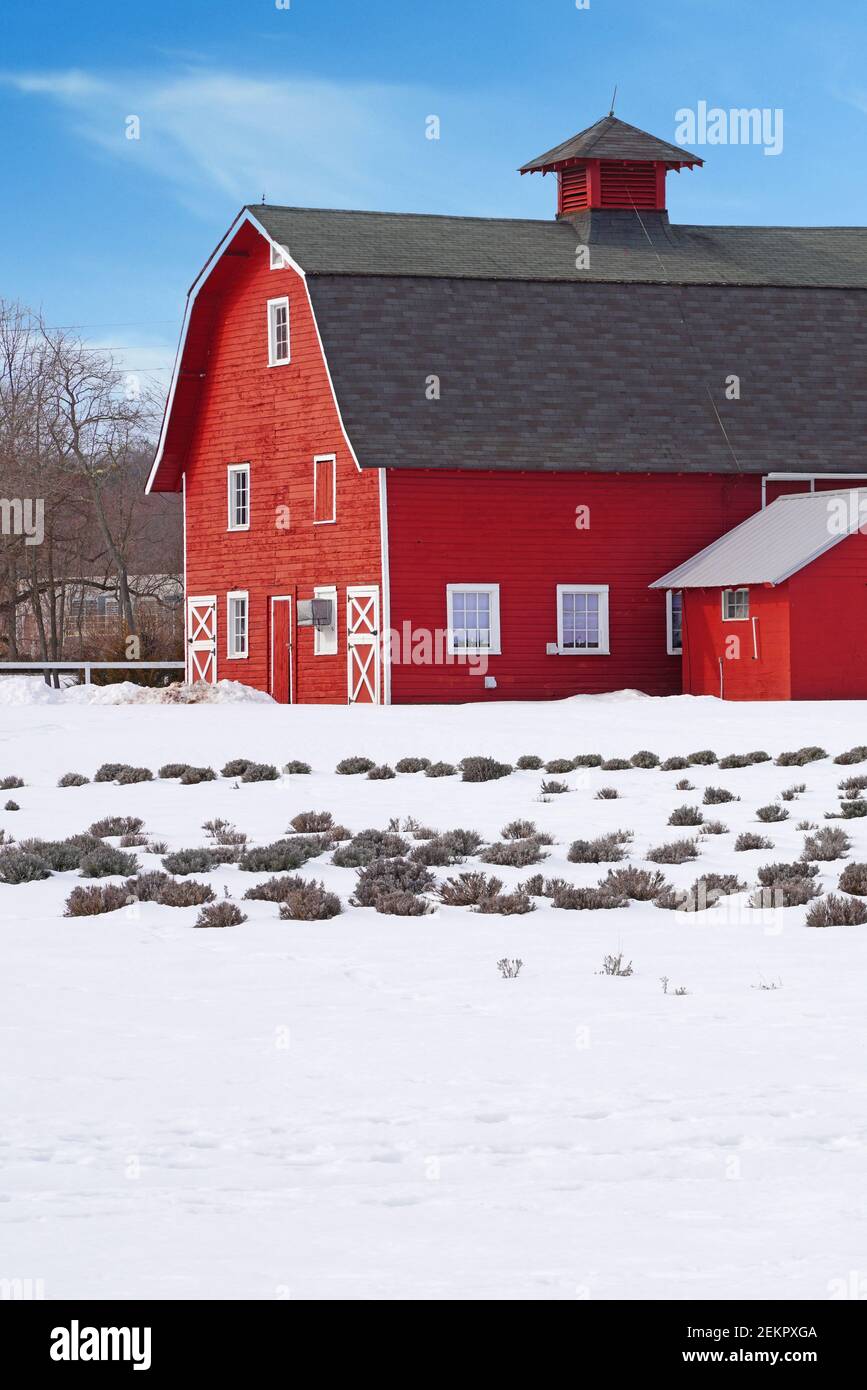 View of a traditional red barn under snow after a winter storm in New ...