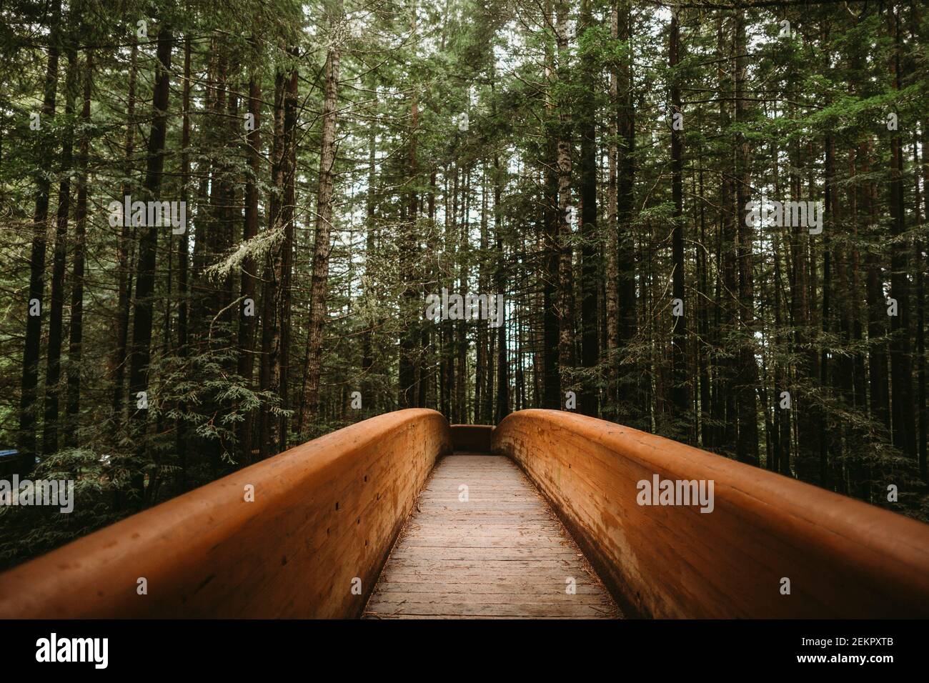 Wooden bridge path deep in tall wooded area Stock Photo - Alamy