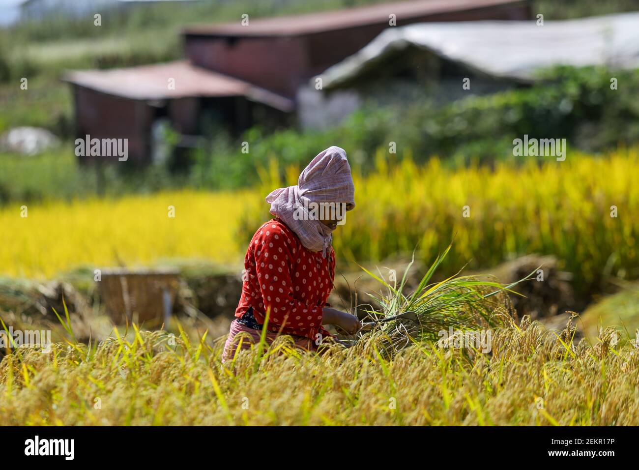 Nepalese farmer harvests rice crops at the paddy field. Agriculture ...