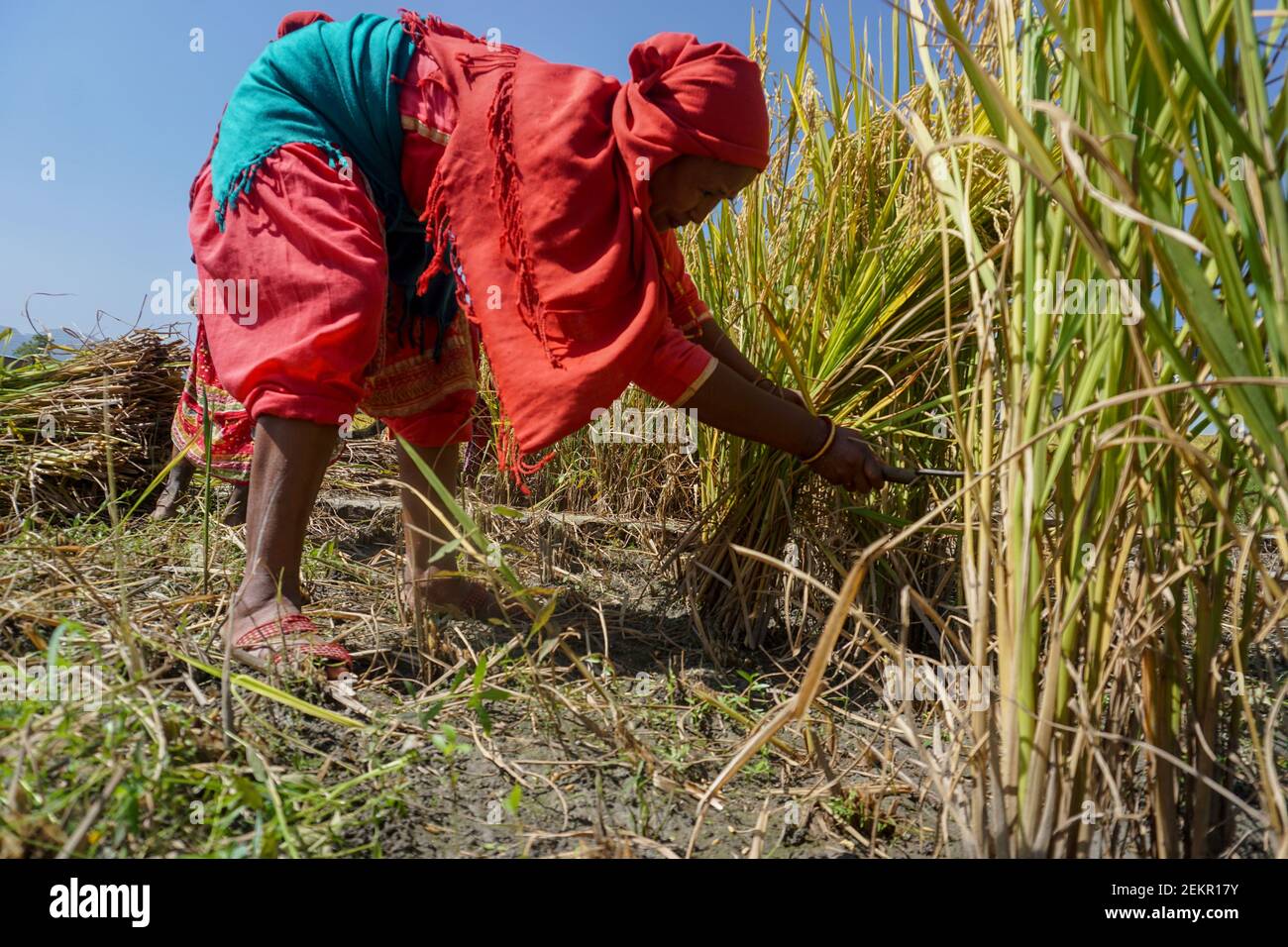 Nepalese farmer harvests rice crops at the paddy field. Agriculture ...