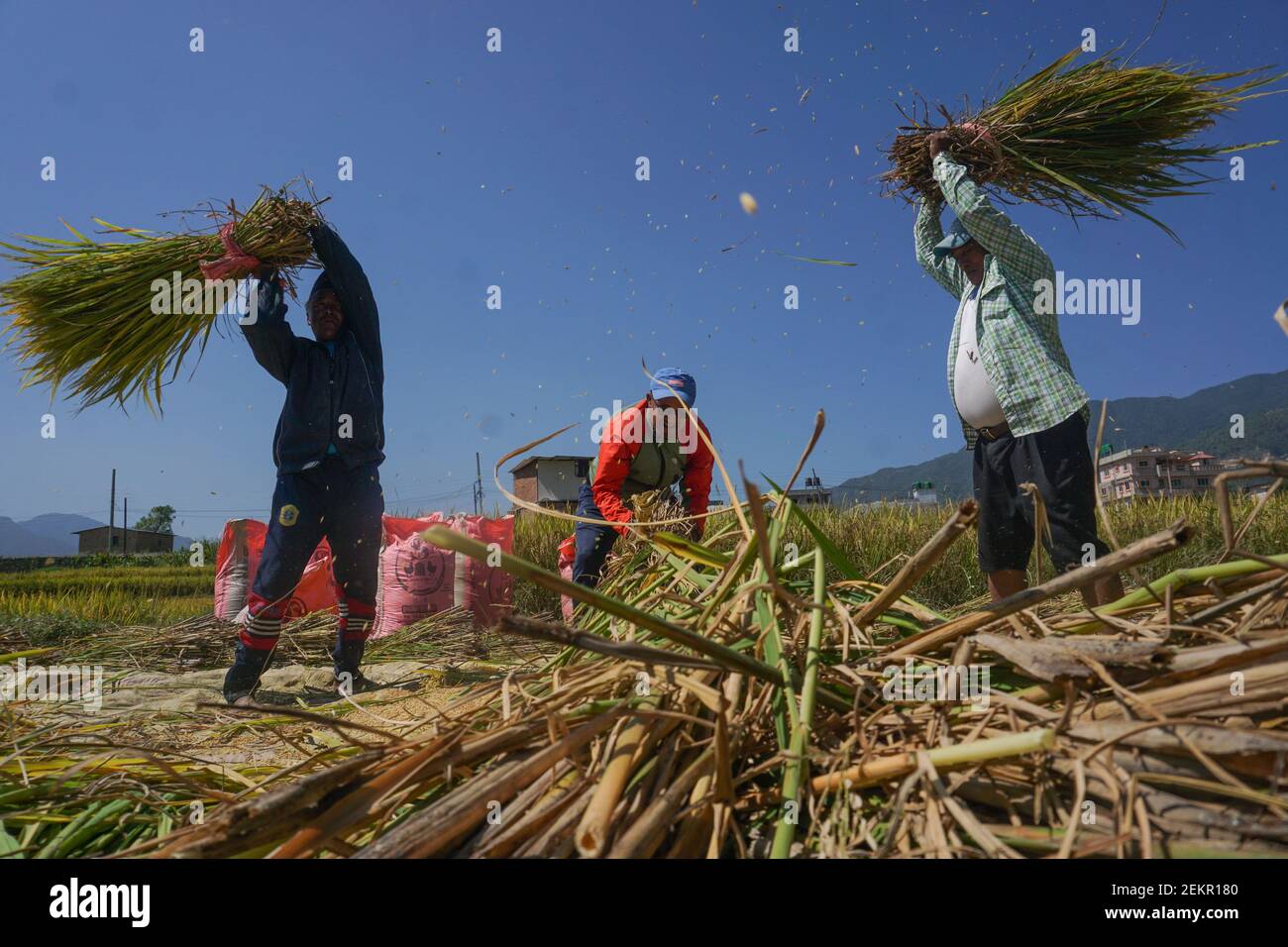 Nepalese farmers harvest rice crops at the paddy field. Agriculture ...
