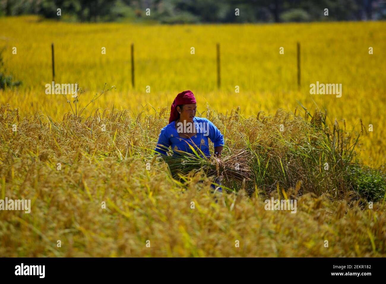 Nepalese farmer harvests rice crops at the paddy field. Agriculture ...