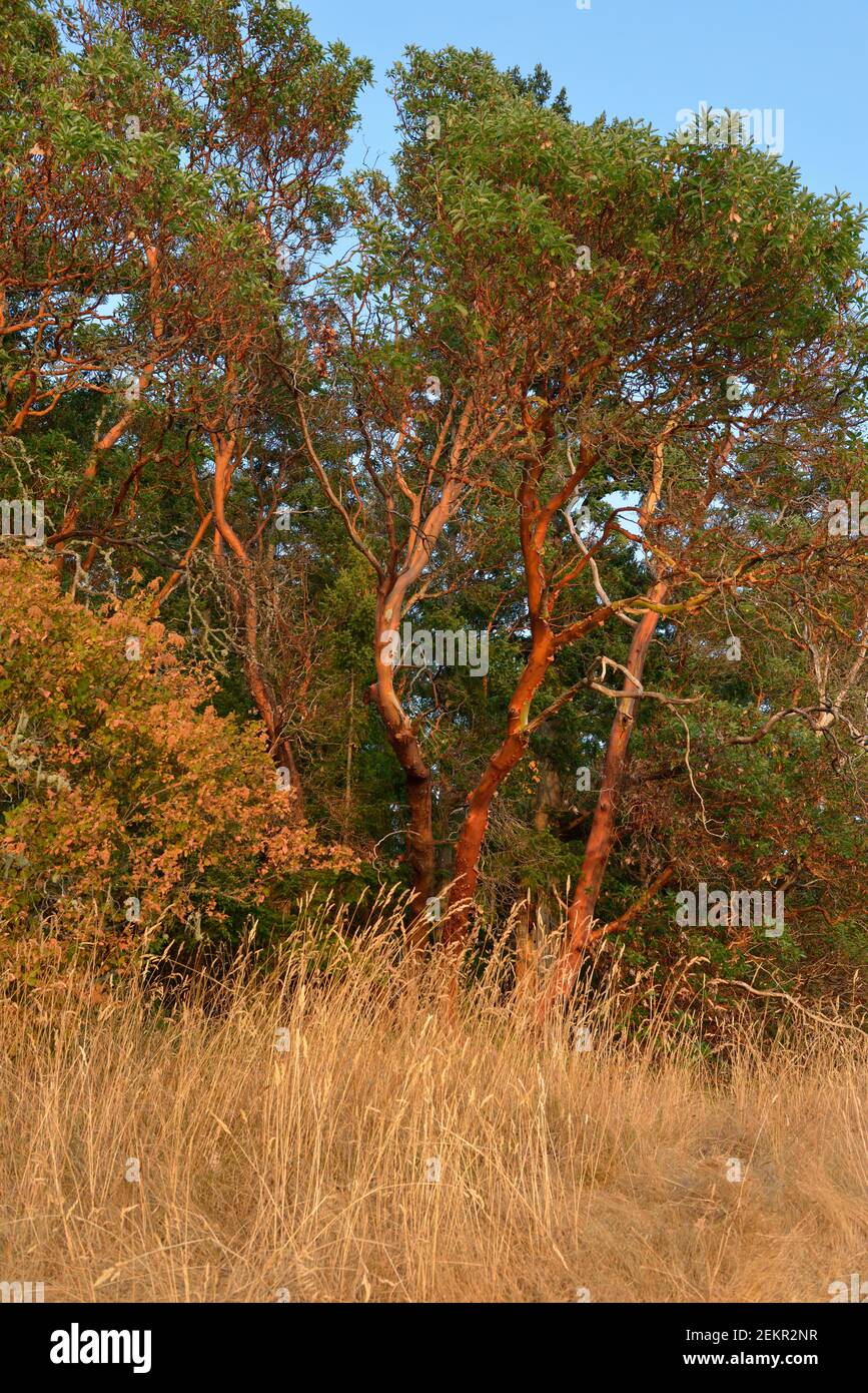 Arbutus trees hi-res stock photography and images - Alamy