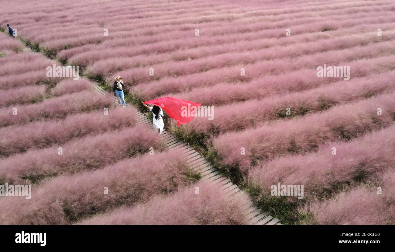 Tourists enjoy the landscape of Changxing Farm covered by pink grass ...