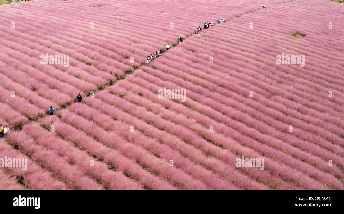 Tourists enjoy the landscape of Changxing Farm covered by pink grass ...
