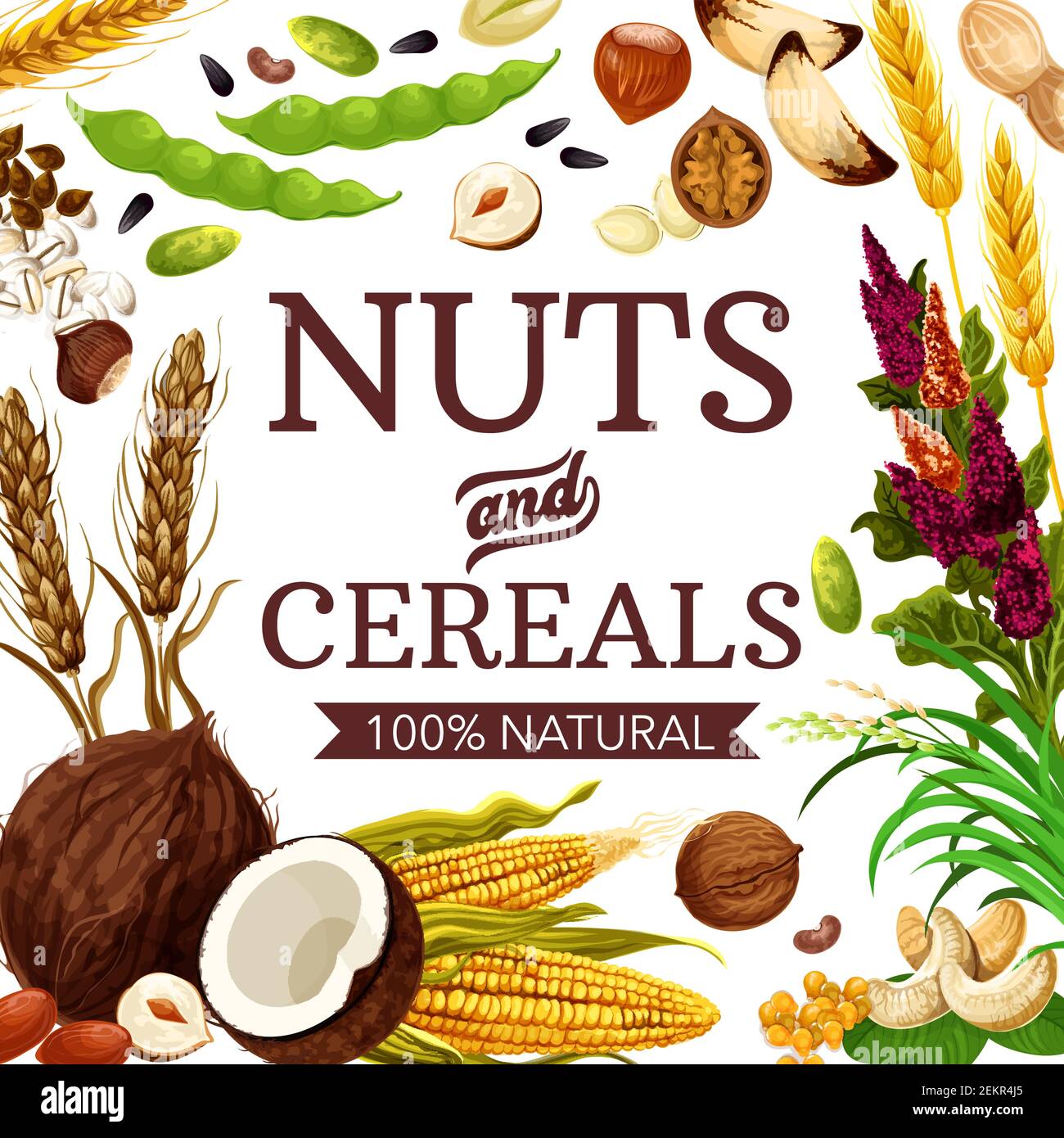 Nuts, cereals and grains, healthy food poster. Vector GMO free natural ...