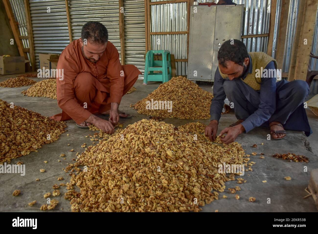 Farmers sort walnut kernels during the harvest season on the outskirts ...