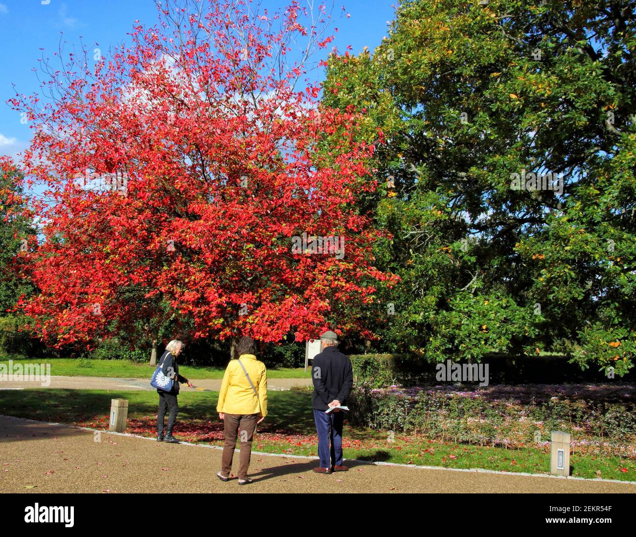 Three people admire the striking red leaves of a tree in Crawley ...