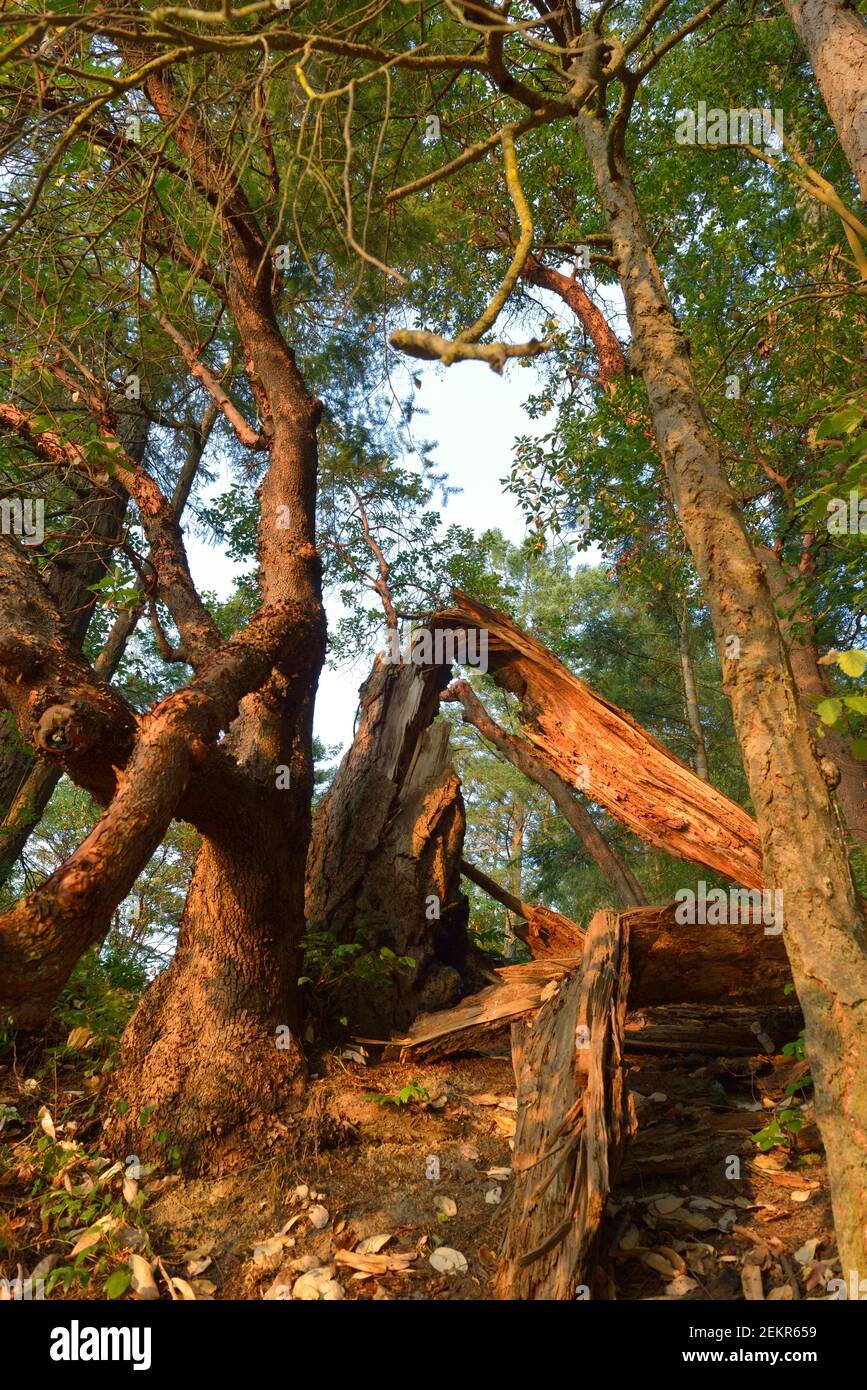Pacific madrone trees hi-res stock photography and images - Alamy
