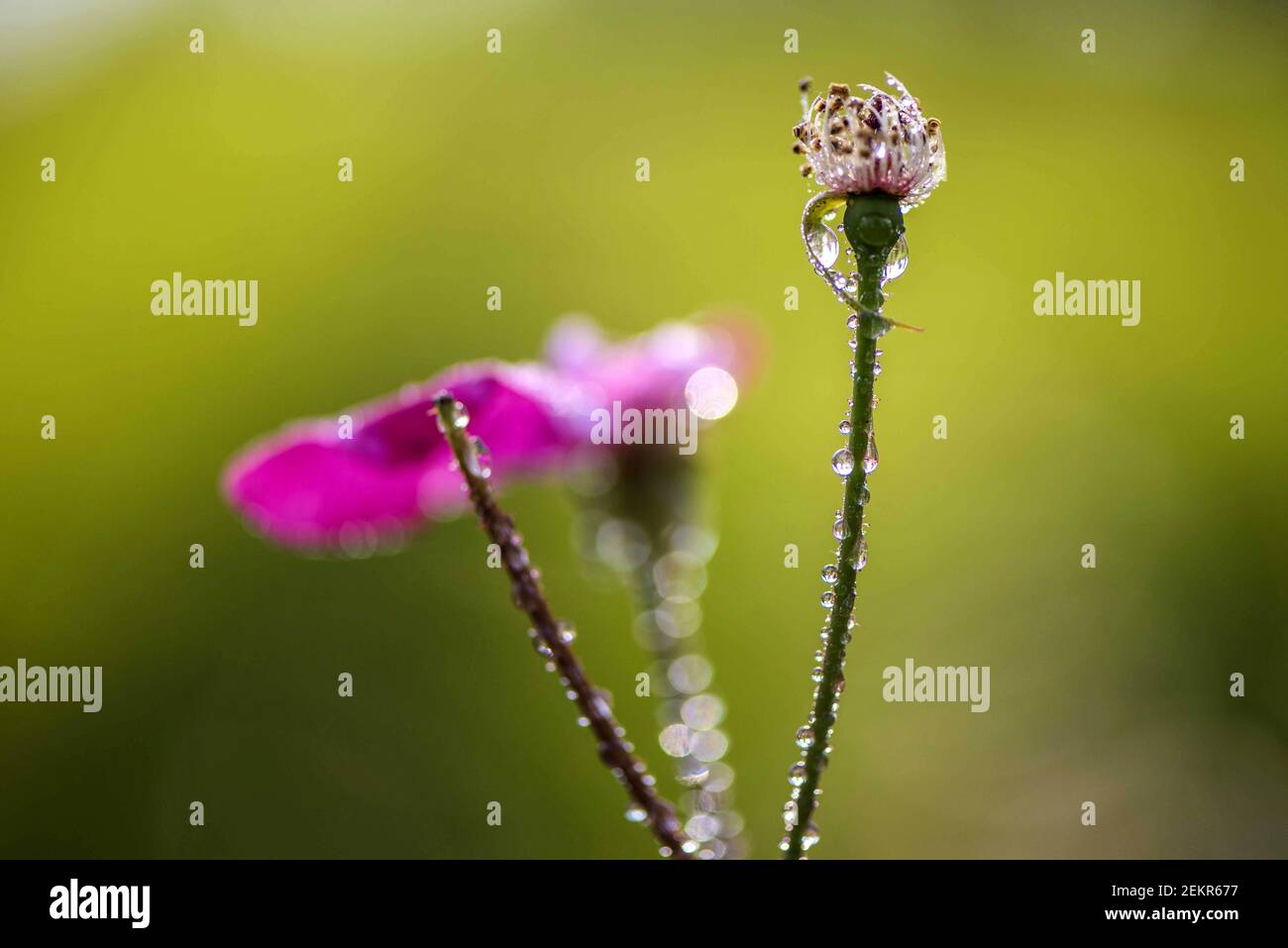 Shandongï¼ŒCHINA-It's cold dew, one of the 24 solar terms, and dewdrops ...