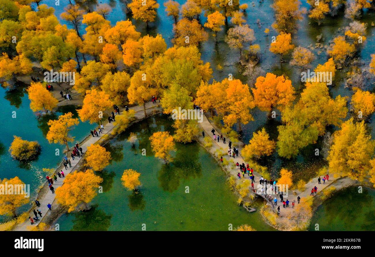 Gansuï¼ŒCHINA-Tourists look at the scenery of Euphrates poplar in jinta ...