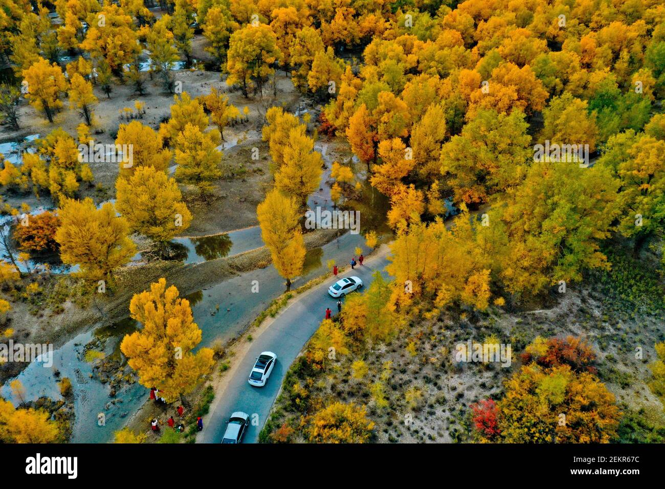 Gansuï¼ŒCHINA-Tourists look at the scenery of Euphrates poplar in jinta ...