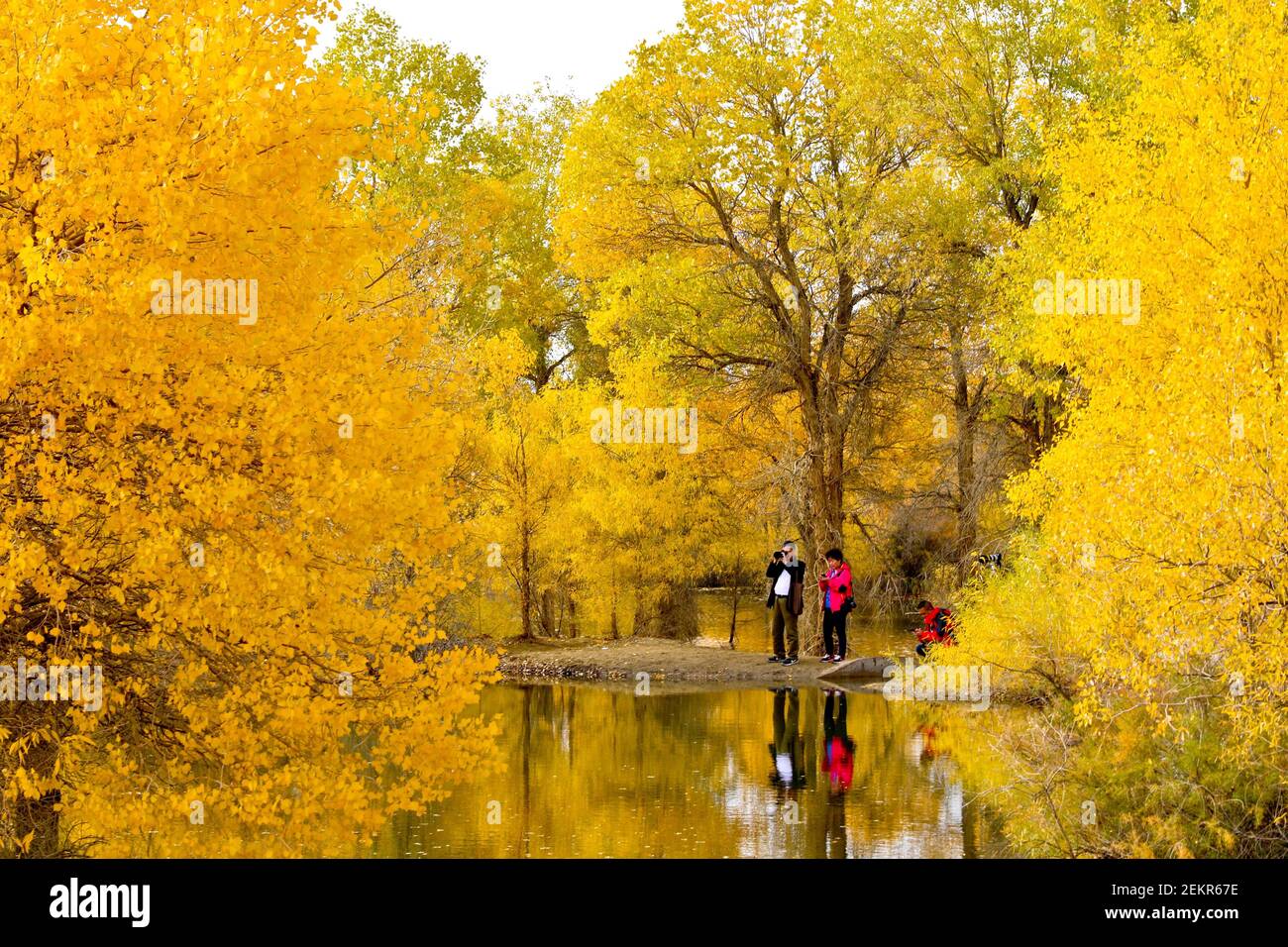 Gansuï¼ŒCHINA-Tourists look at the scenery of Euphrates poplar in jinta ...