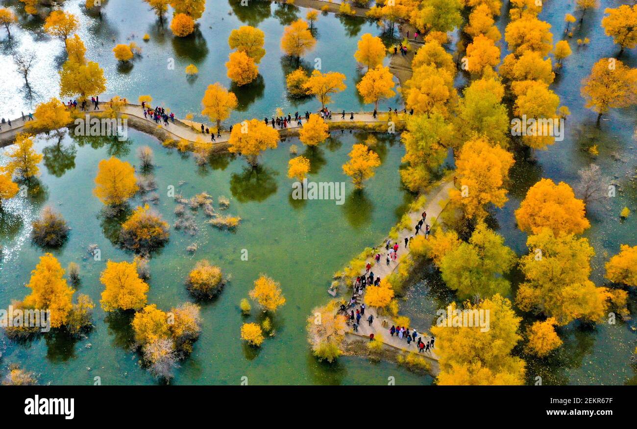 Gansuï¼ŒCHINA-Tourists look at the scenery of Euphrates poplar in jinta ...
