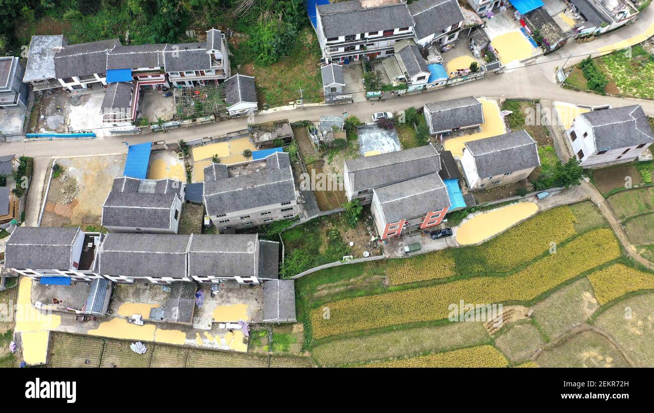 ANLONG, CHINA - OCTOBER 11, 2020 - A farmer dries rice in Anlong County ...