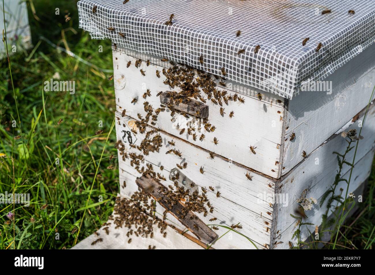 Bees crawling at the entrance to the hive, bee family. Bees flying ...