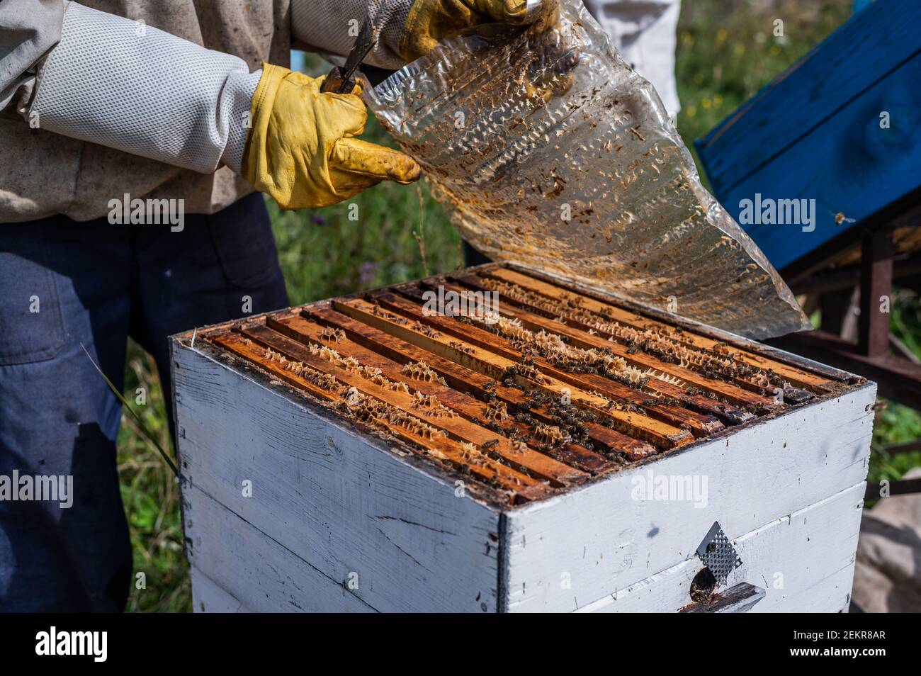 Close up shot of a beehive being opened with a metallic tool by ...