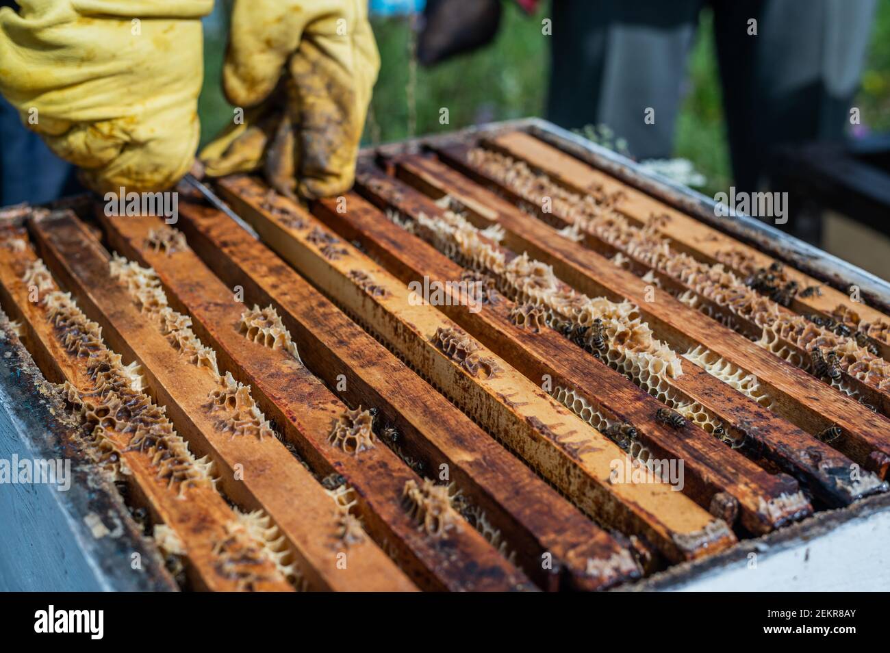 Close up shot of a beehive being opened with a metallic tool by ...
