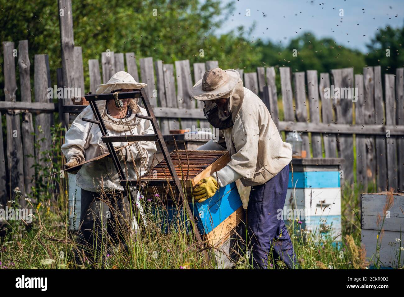 Beekeepers moving hand trolley with bee hives from apiary to extraction ...