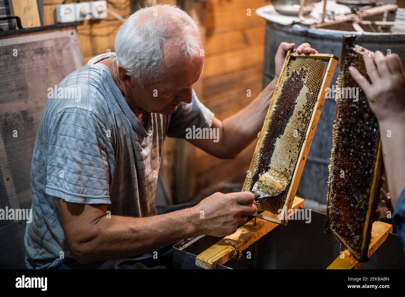 Beekeeper uncapping honey cells on the hive frames with a uncapping ...