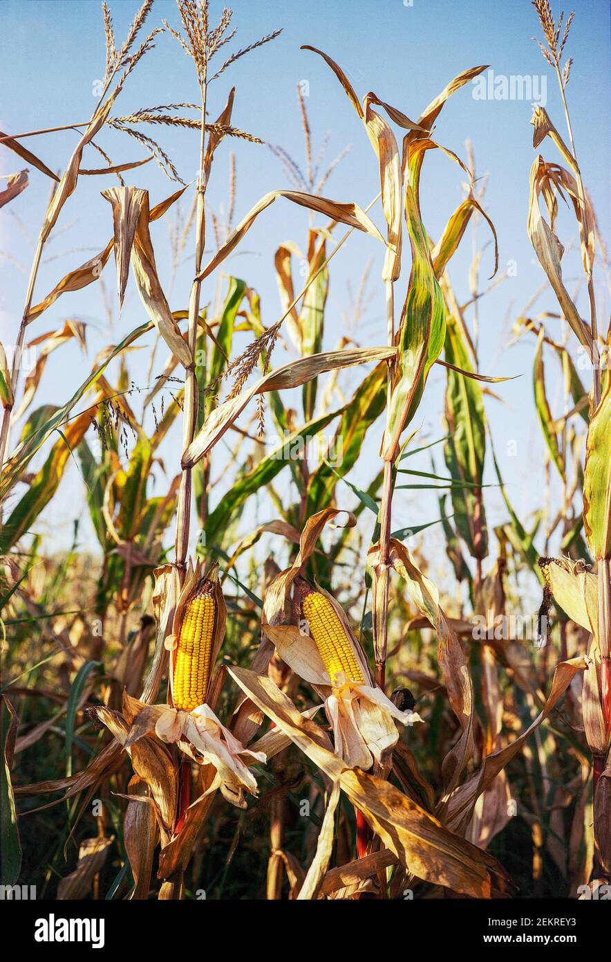 Ears of corn in the field hi-res stock photography and images - Alamy