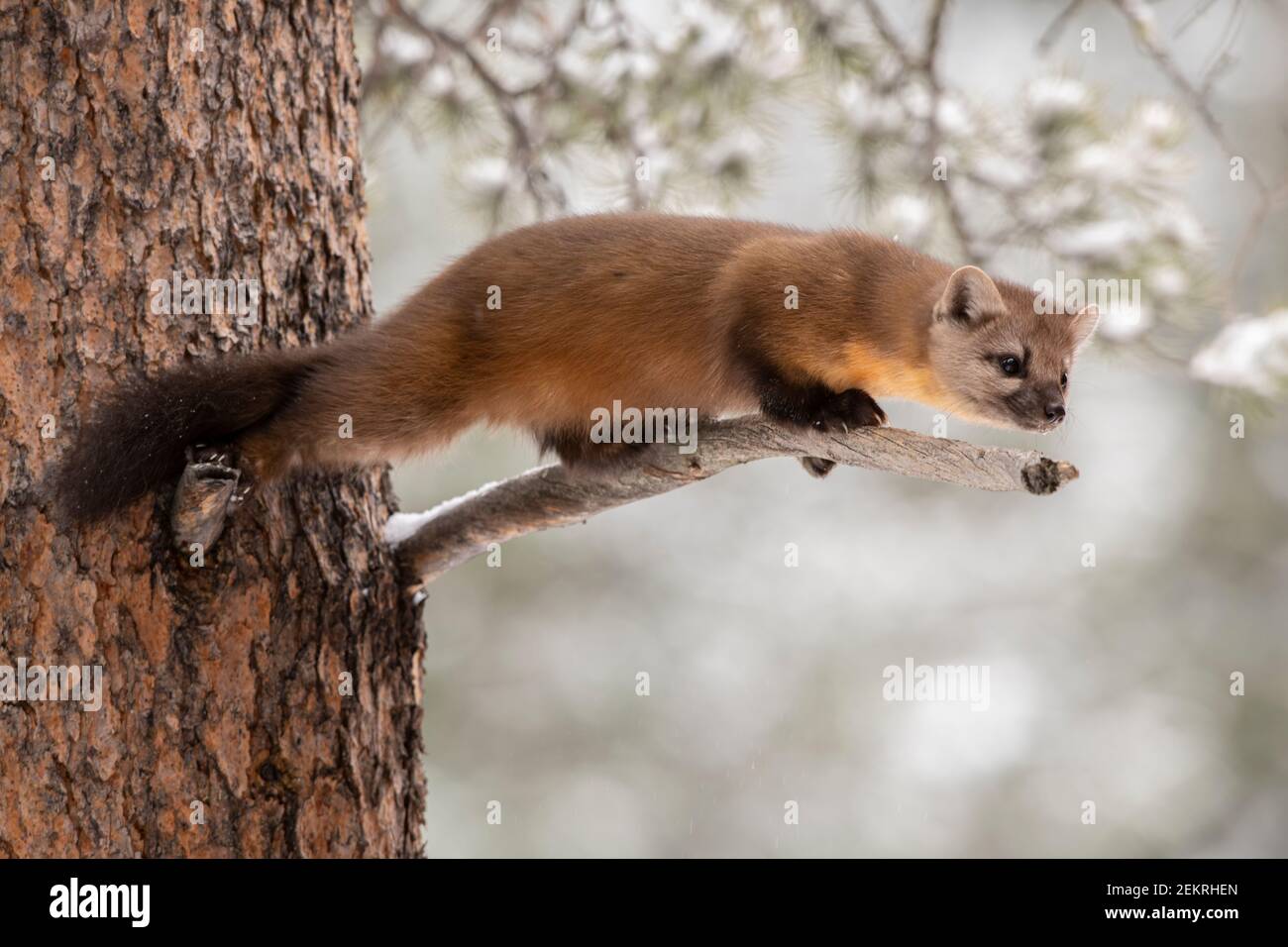 American pine marten on branch hi-res stock photography and images - Alamy