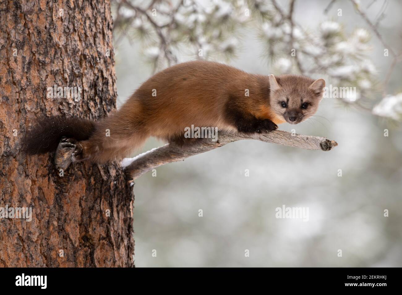 American marten on tree hi-res stock photography and images - Alamy