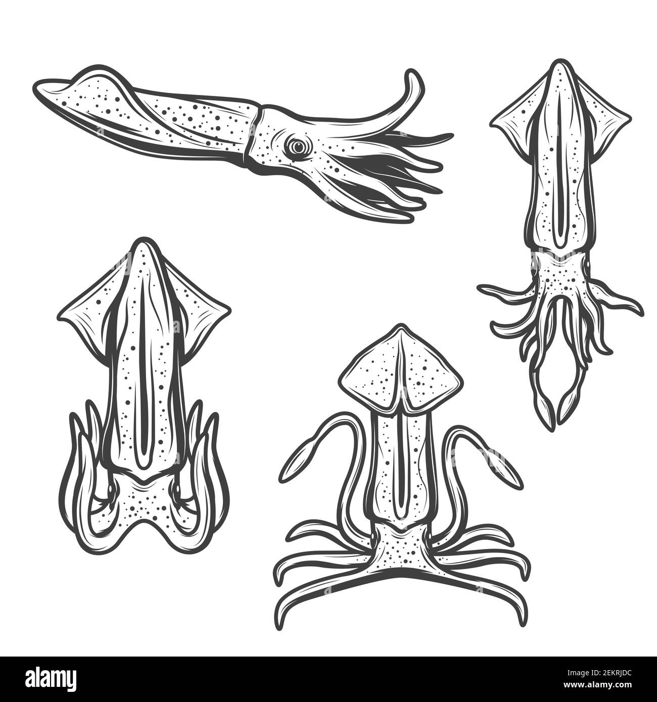 Squid isolated cartoon mollusk. Vector marine underwater animal with ...